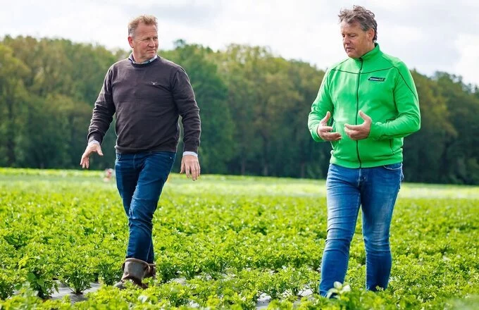 Raapstelen - Driessen Food