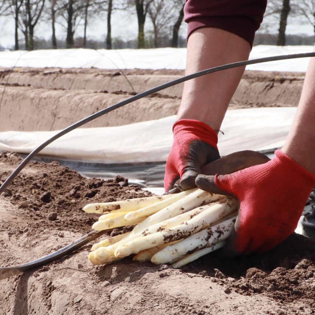 Taste the spring! - Driessen Food