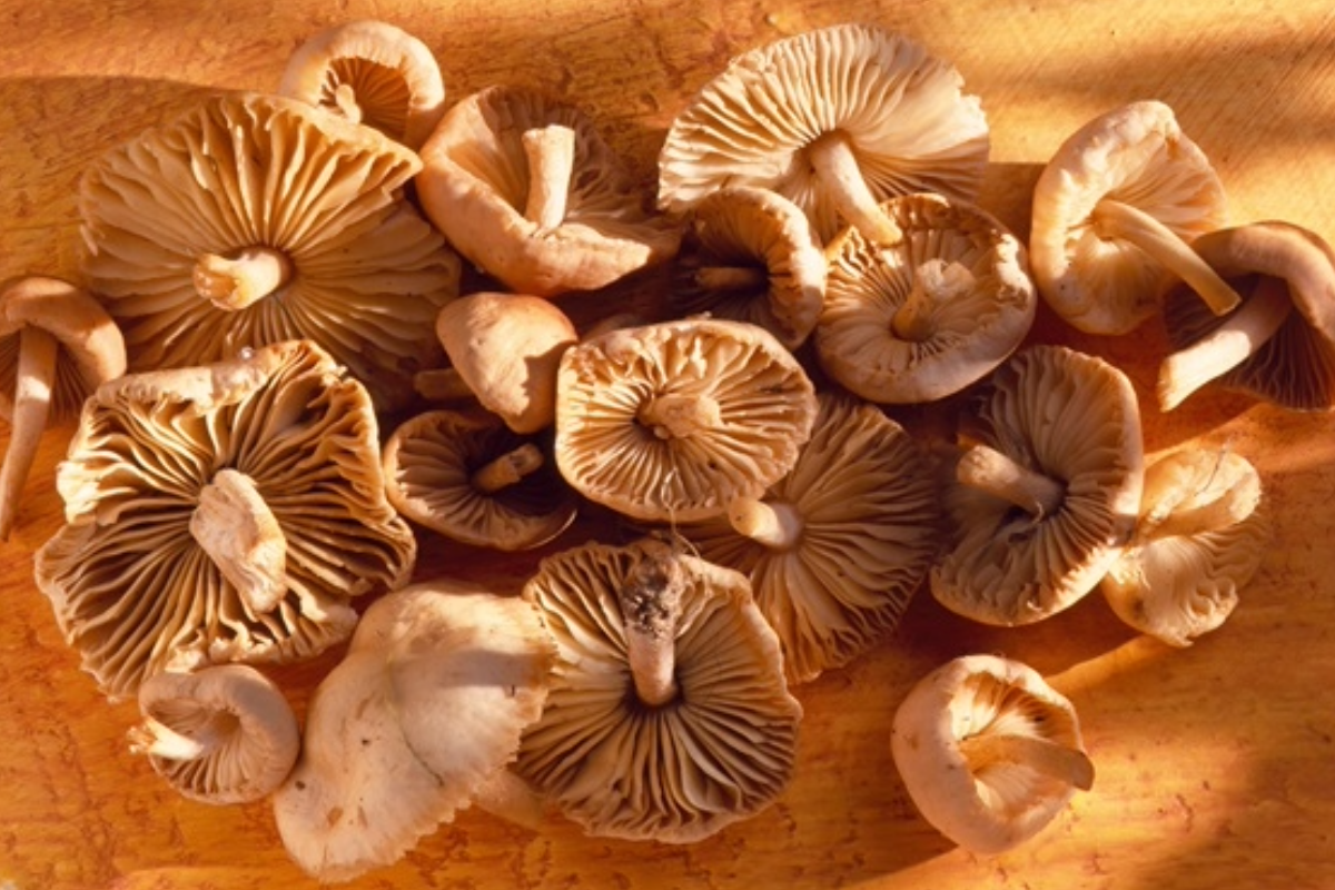 Driessen Food – Fresh Specialist for Hospitality & Retail